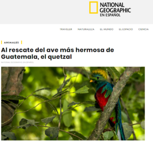 Datos curiosos del Quetzal fueron destacados por National Geographic en ...