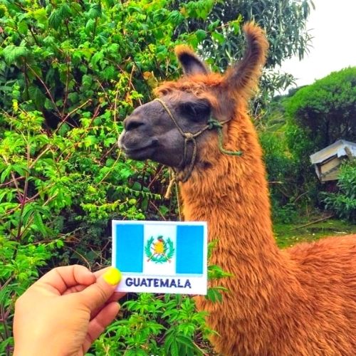 Chiabal En Huehuetenango El Destino Con Hermosas Llamas Y Alpacas En