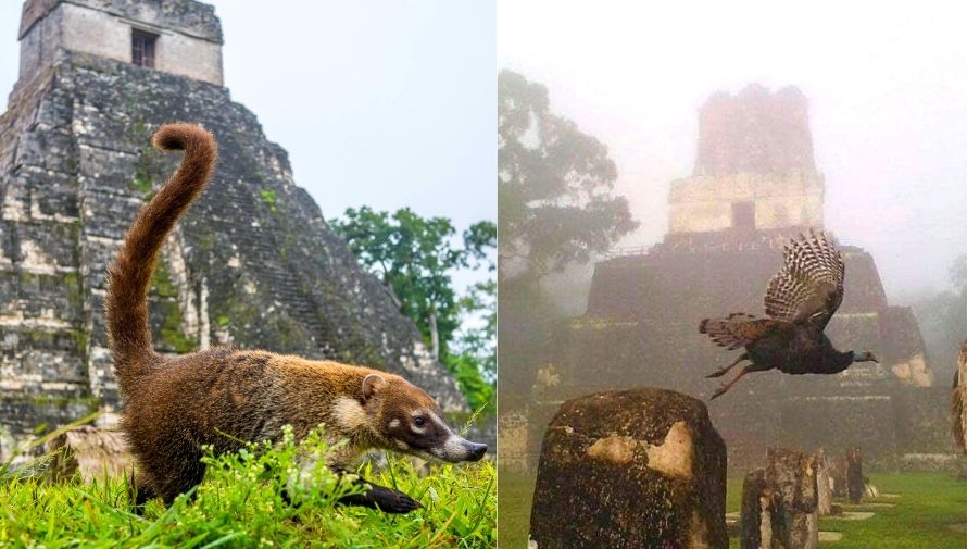Animales exóticos que se pueden observar en el Parque Nacional de Tikal ...