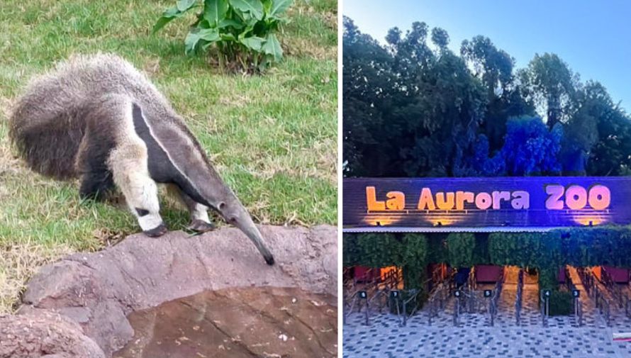100 Años del Zoológico La Aurora: la especie más rara que ha ingresado ...