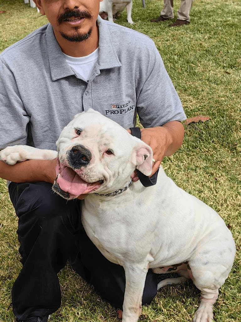 Cual Es La Raza De Dogo Guatemalteco