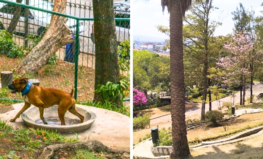 Imágenes De Parque Para Perros Nuevo Parque Para Perros En